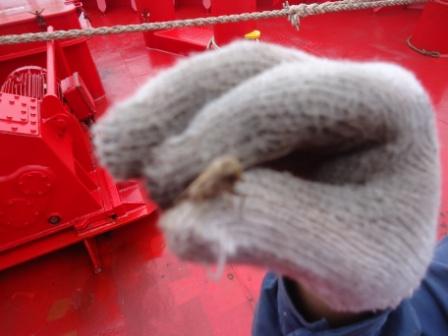 Asian gypsy moth: Brief summary of the inspection procedures - Skuld