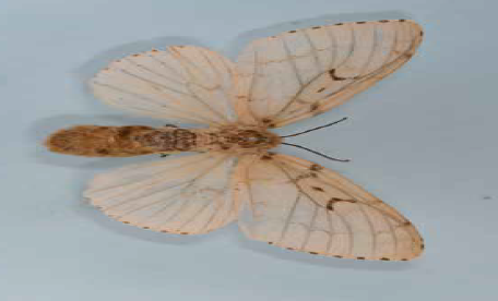 Asian gypsy moth: Brief summary of the inspection procedures - Skuld