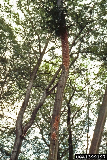 Asian gypsy moth: Brief summary of the inspection procedures - Skuld