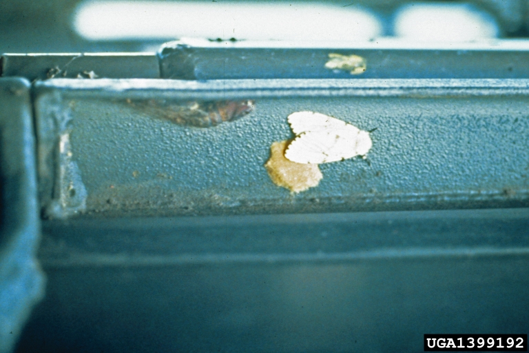 Asian gypsy moth: Brief summary of the inspection procedures - Skuld